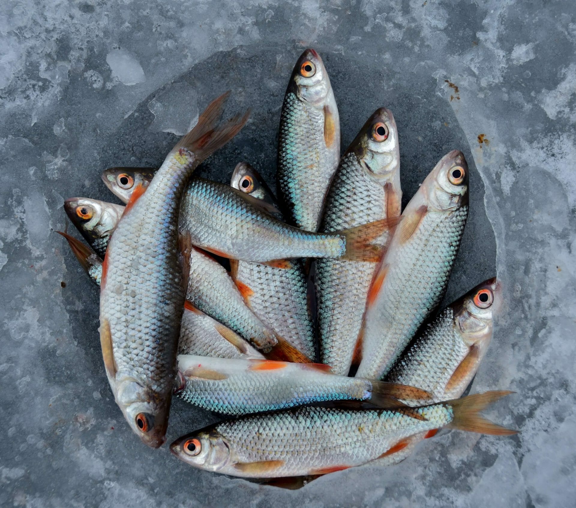 Learn to How to Smoke Carp (It's Surprisingly Easy and Delicious ...